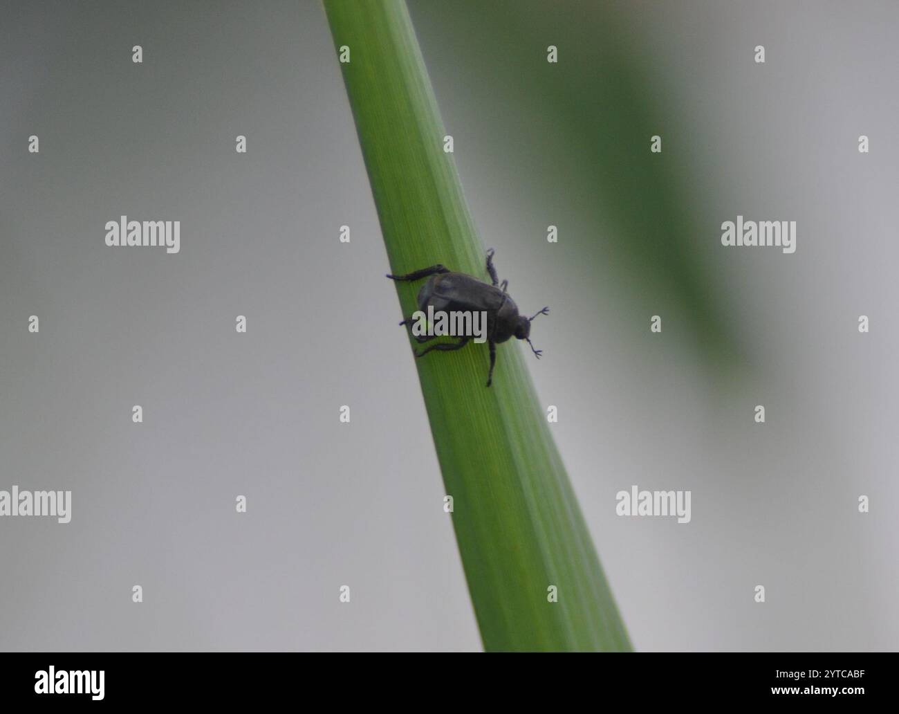 Welsh Chafer (Hoplia philanthus Stock Photo - Alamy