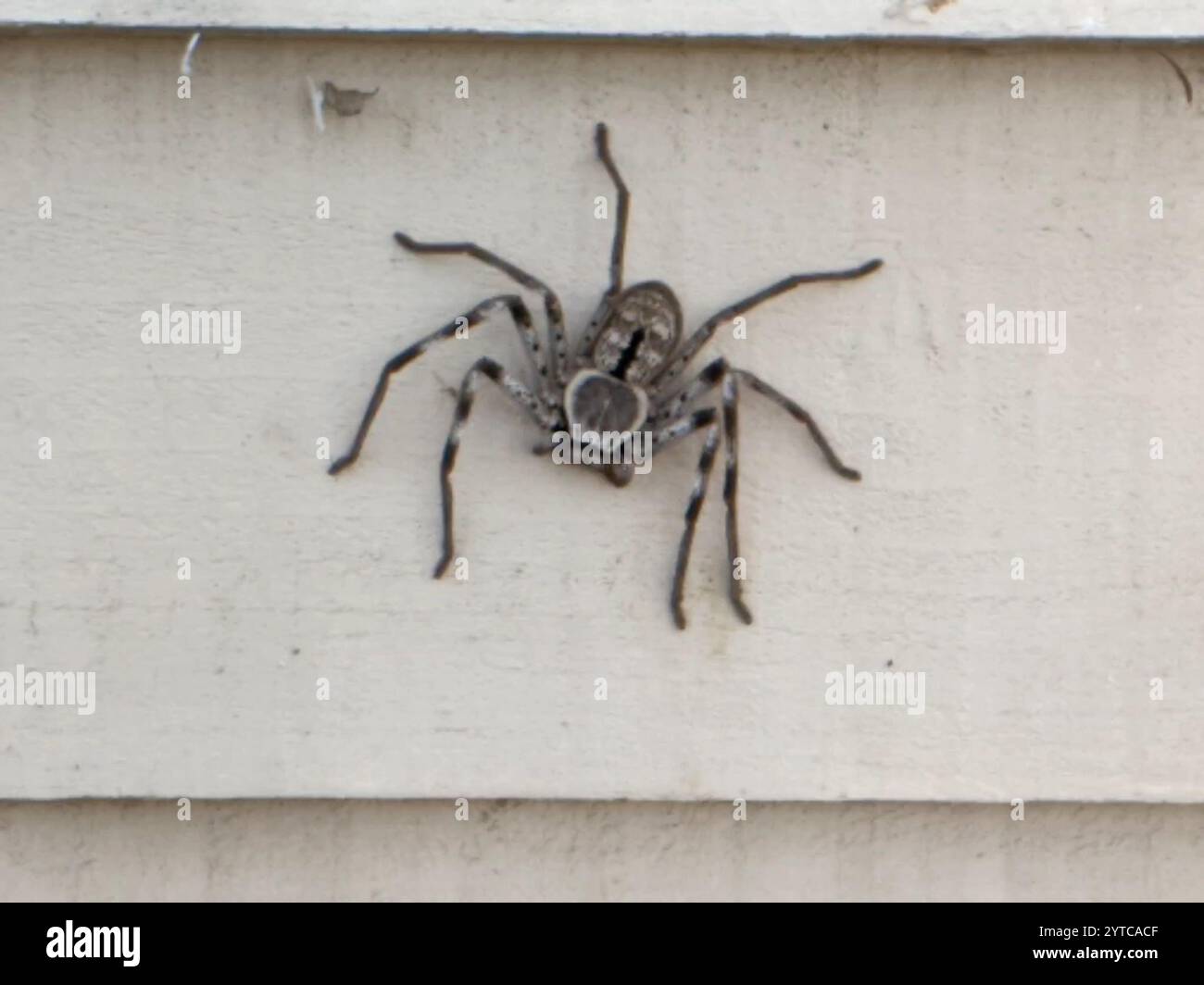 Grey huntsman spider hi-res stock photography and images - Alamy