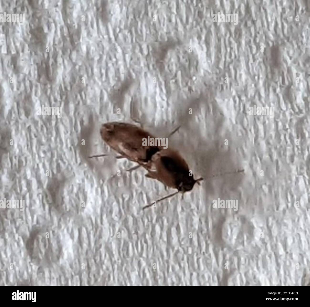Sweet Click Beetle (Aeolus mellillus Stock Photo - Alamy