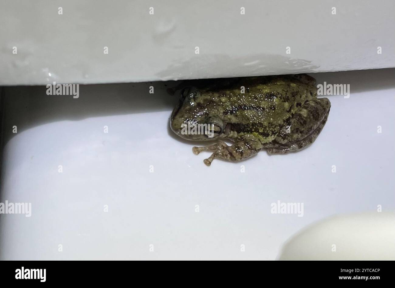 Scinax nasicus hi-res stock photography and images - Alamy