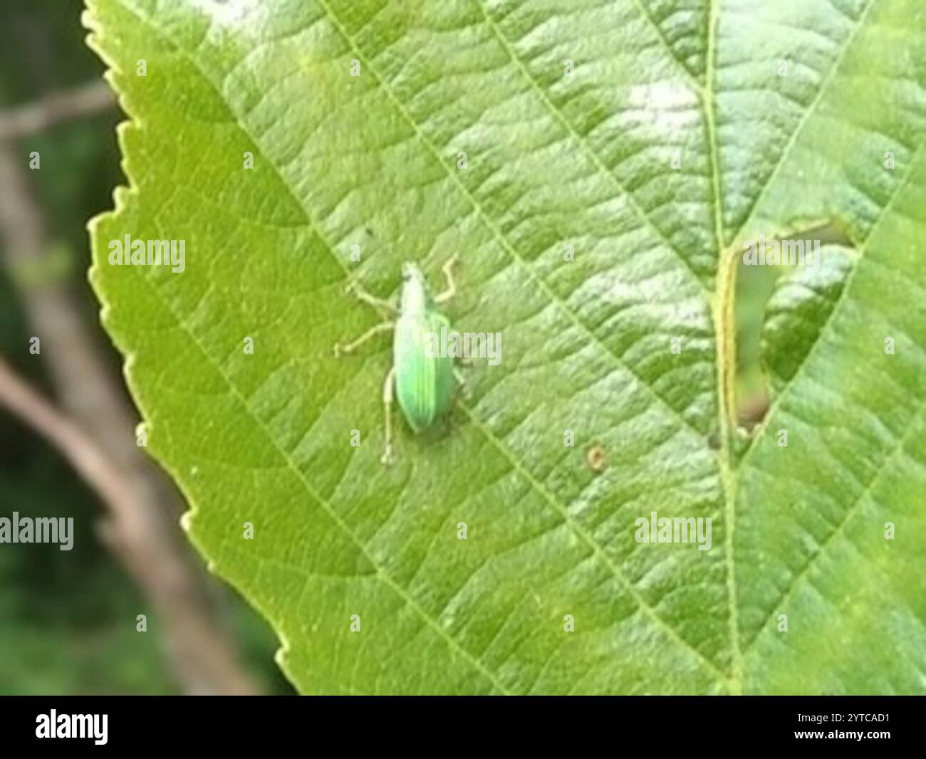 Green Immigrant Leaf Weevil (Polydrusus formosus Stock Photo - Alamy