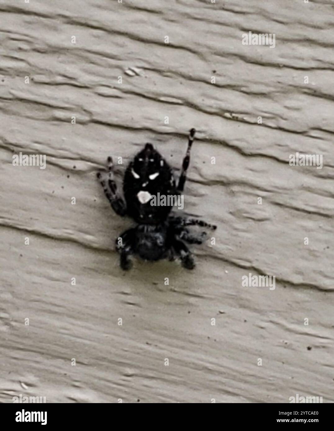 Bold Jumping Spider (Phidippus audax Stock Photo - Alamy