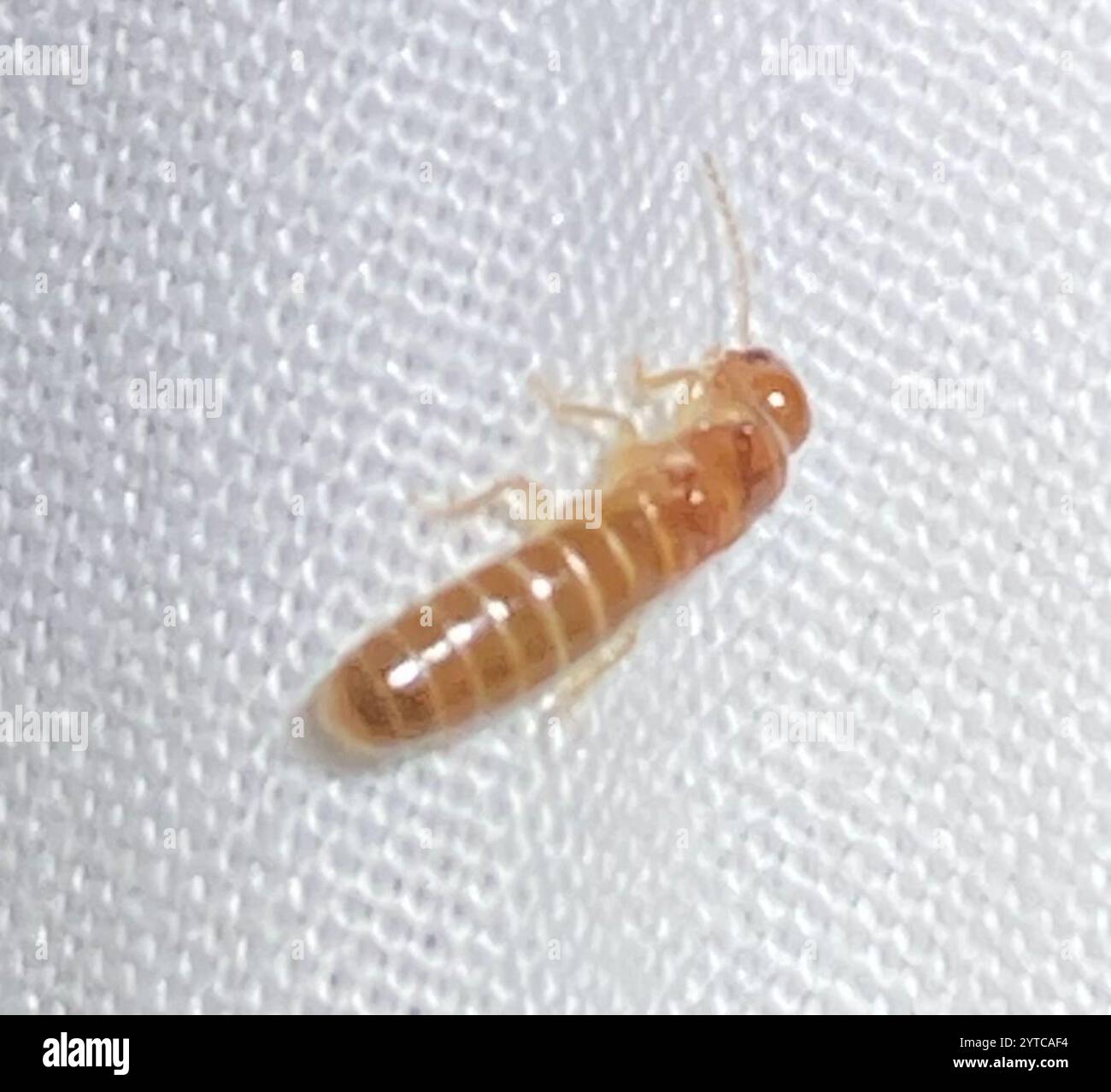 Drywood Termites (Kalotermitidae Stock Photo - Alamy