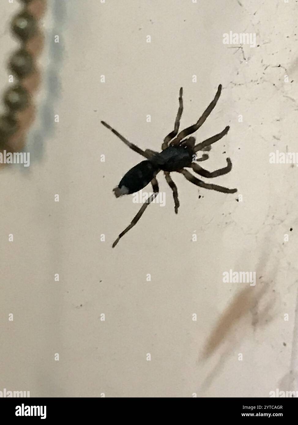 White-tailed Spiders (Lampona Stock Photo - Alamy