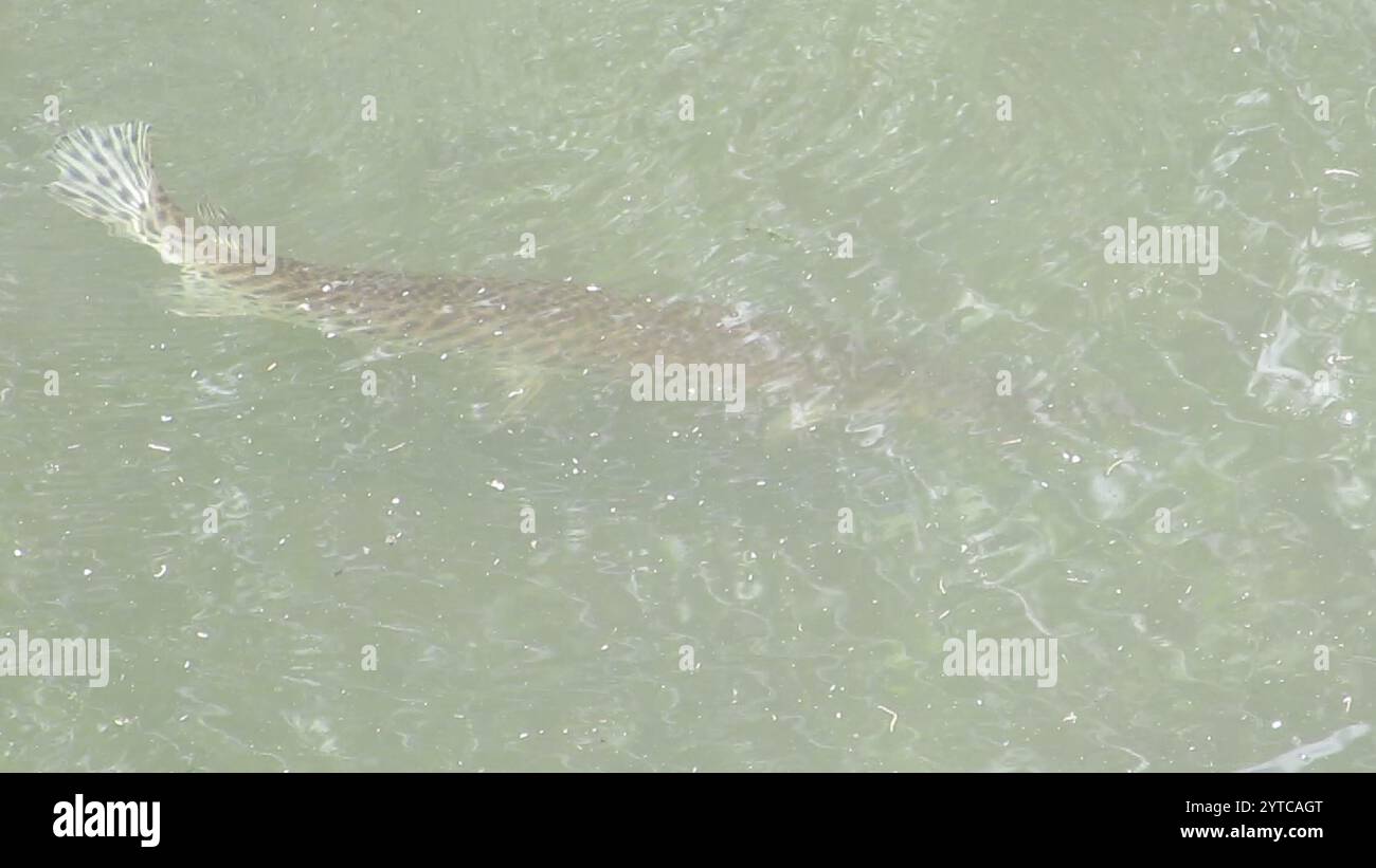 Florida Gar (Lepisosteus platyrhincus Stock Photo - Alamy