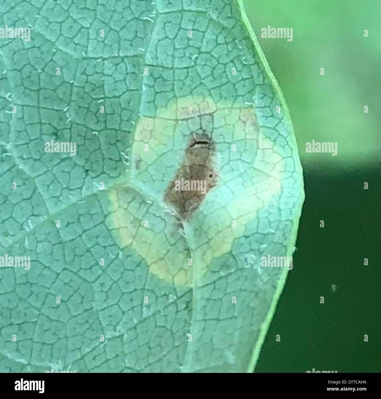 tulip tree leaf spot gall midge (Resseliella liriodendri Stock Photo ...