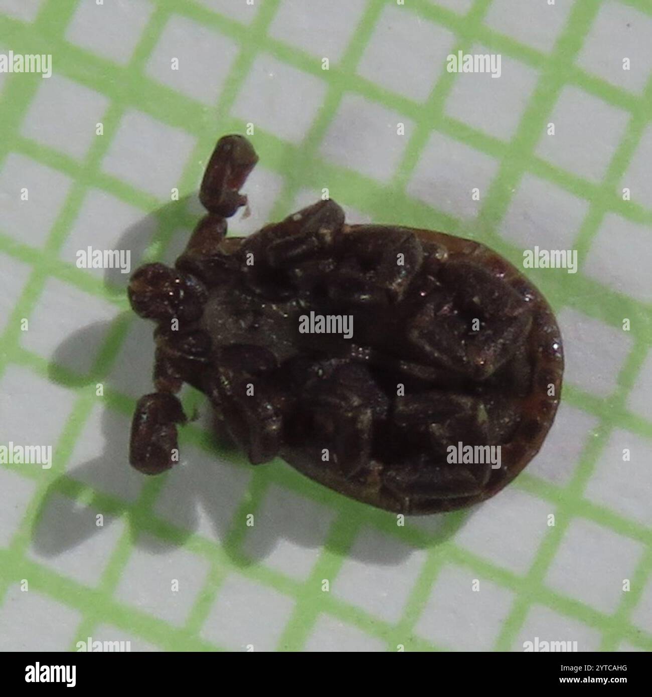 Rocky Mountain Wood Tick (Dermacentor andersoni Stock Photo - Alamy