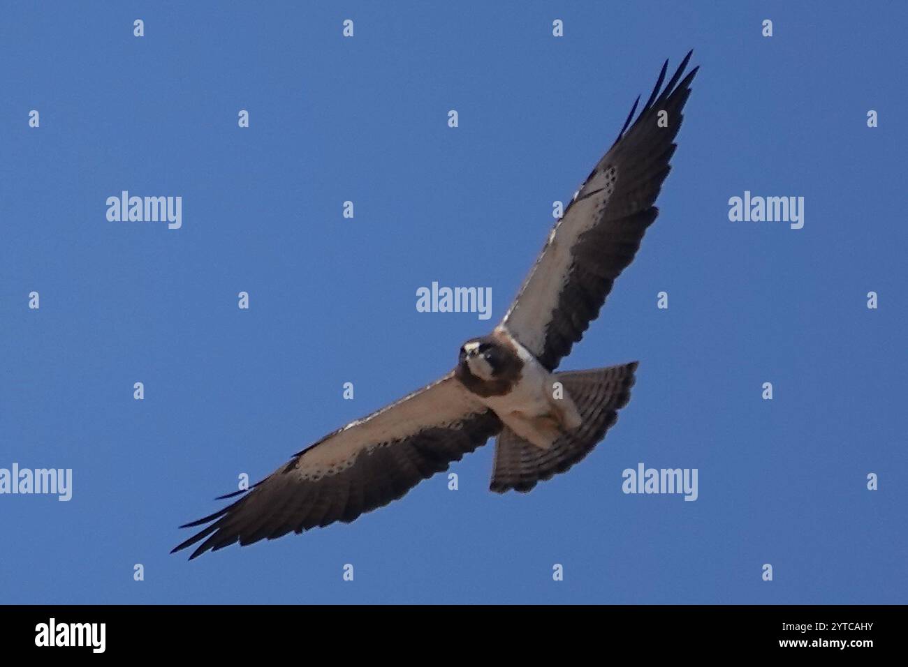 Swainson's Hawk (Buteo swainsoni Stock Photo - Alamy