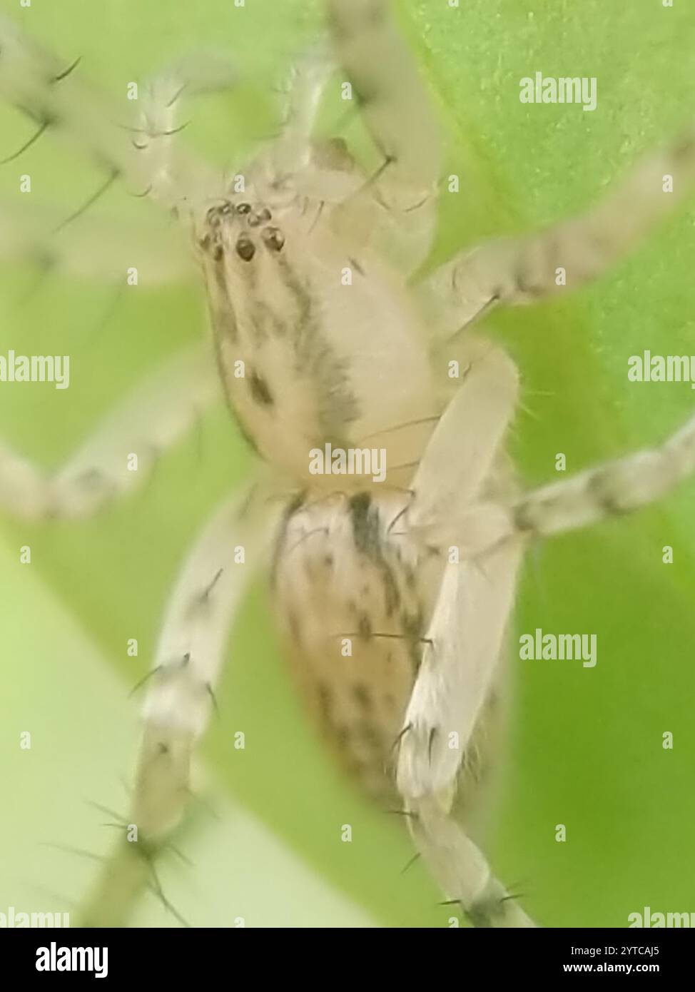 Ghost Spiders (Anyphaenidae Stock Photo - Alamy