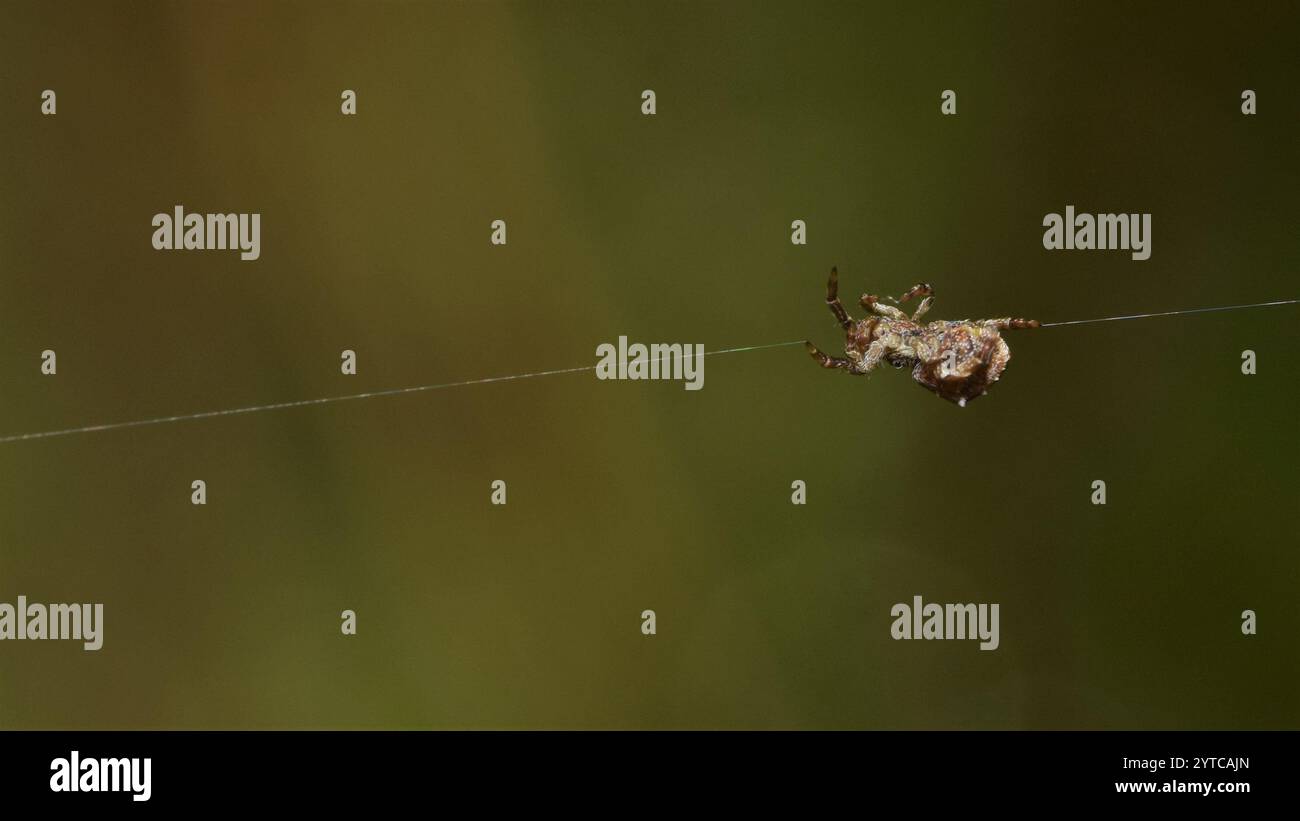 Hyptiotes hi-res stock photography and images - Alamy