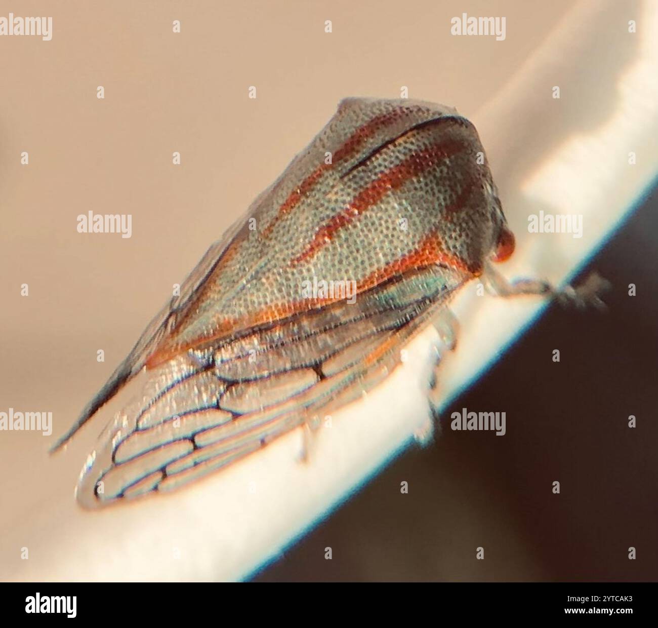 Oak Treehopper (Platycotis vittata Stock Photo - Alamy