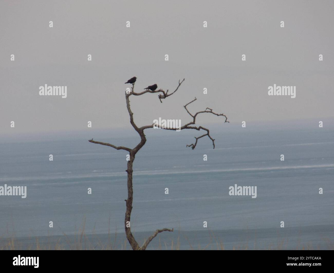 Daurian Jackdaw (Coloeus dauuricus Stock Photo - Alamy