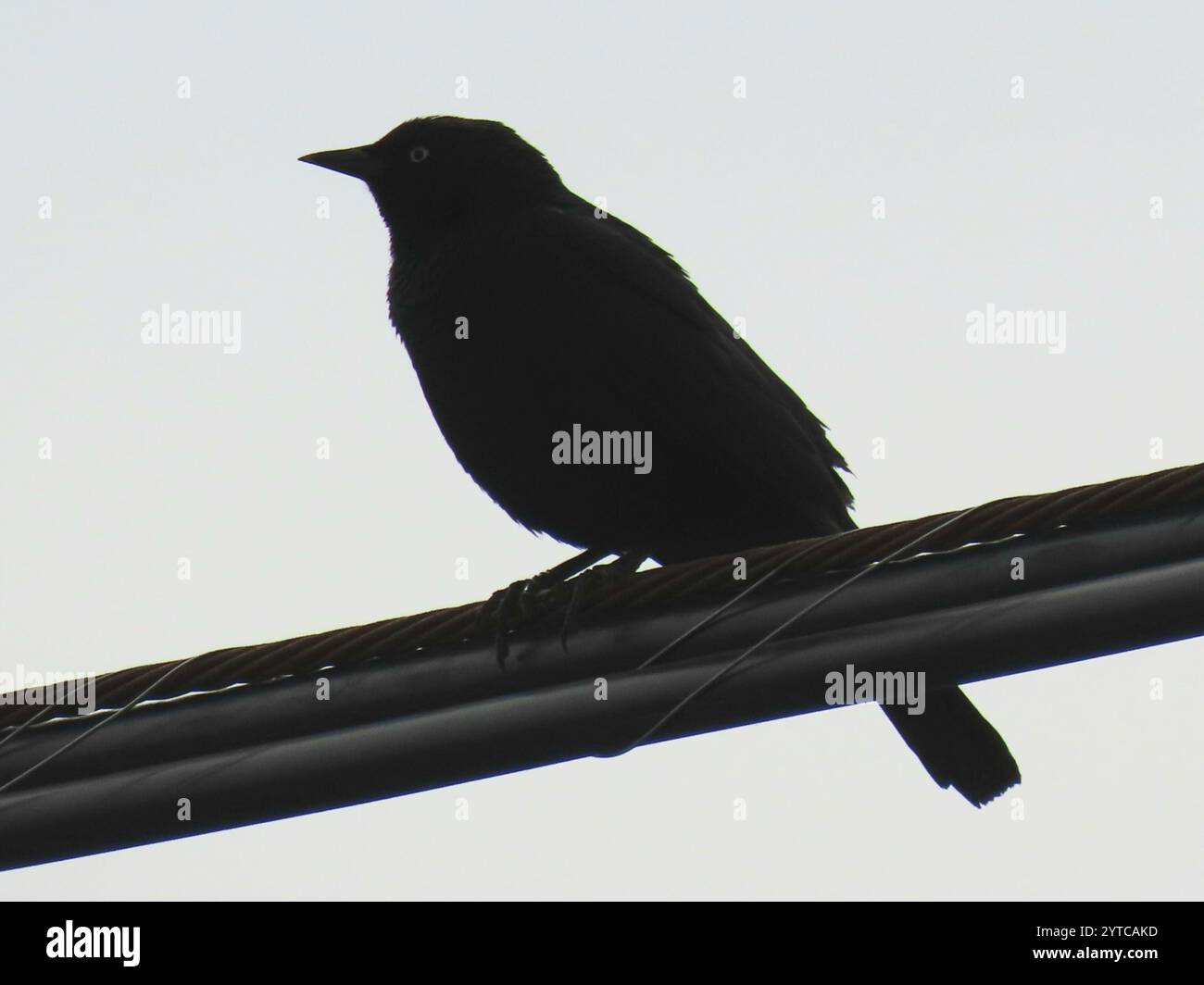 Brewer's Blackbird (Euphagus cyanocephalus Stock Photo - Alamy