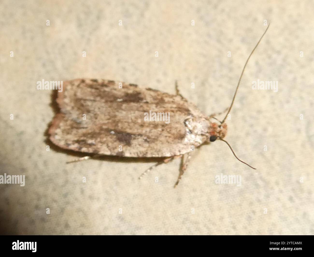 Flat-bodied moths (Depressariidae Stock Photo - Alamy