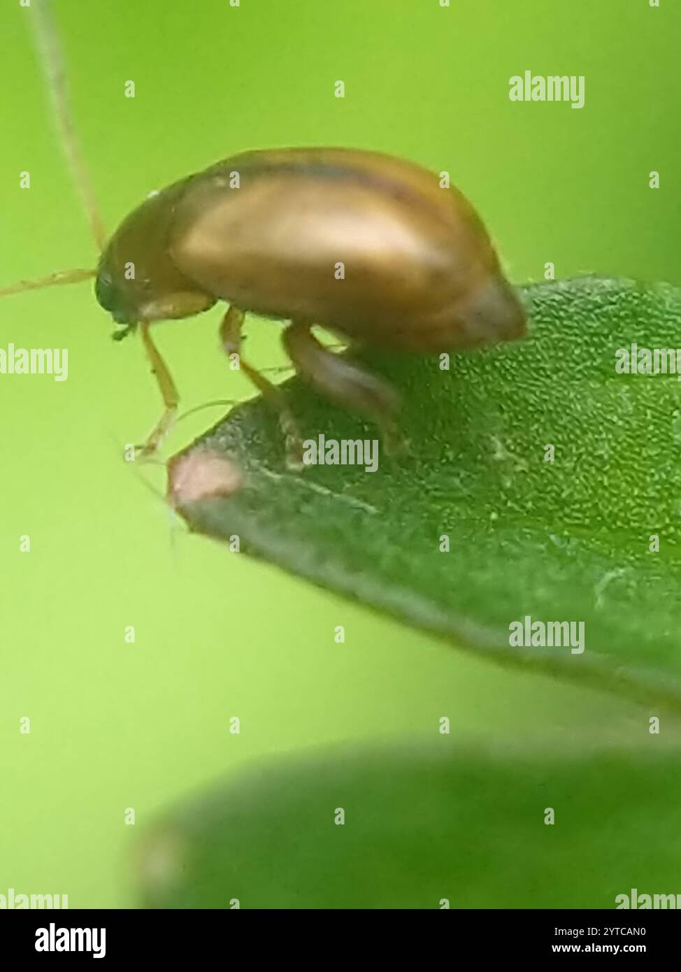 Leaf Beetles (Chrysomelidae Stock Photo - Alamy