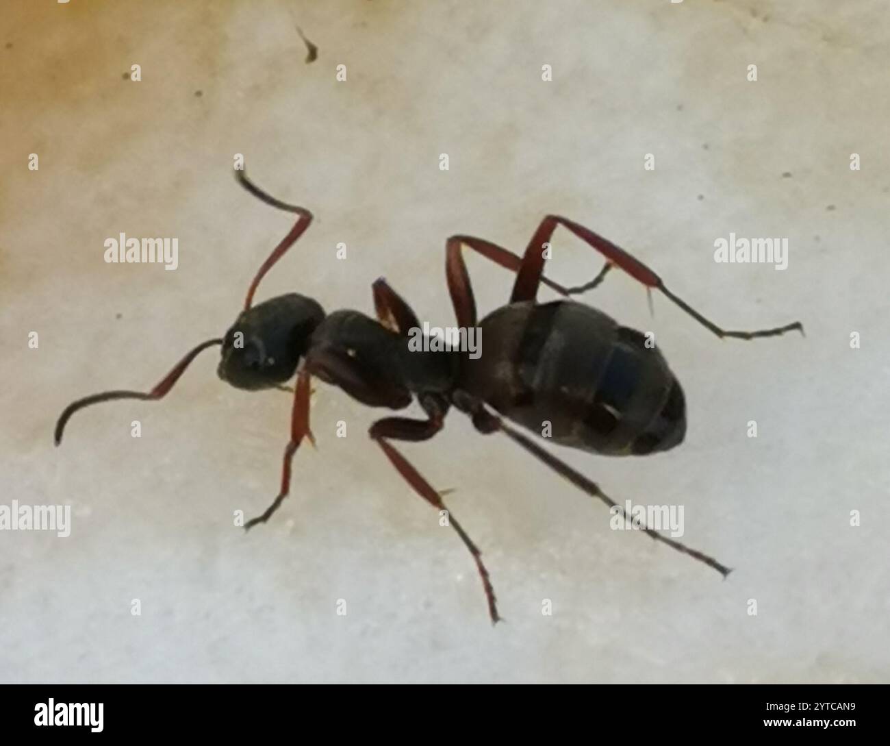 Formica fusca hi-res stock photography and images - Alamy