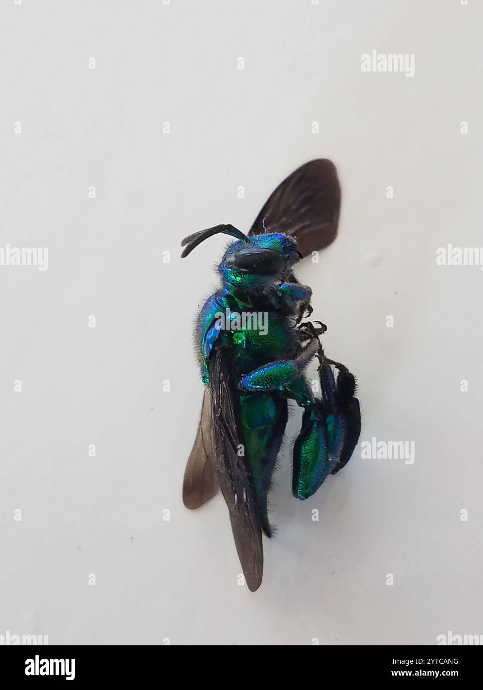 Emerald Cuckoo-Orchid bee (Exaerete smaragdina Stock Photo - Alamy