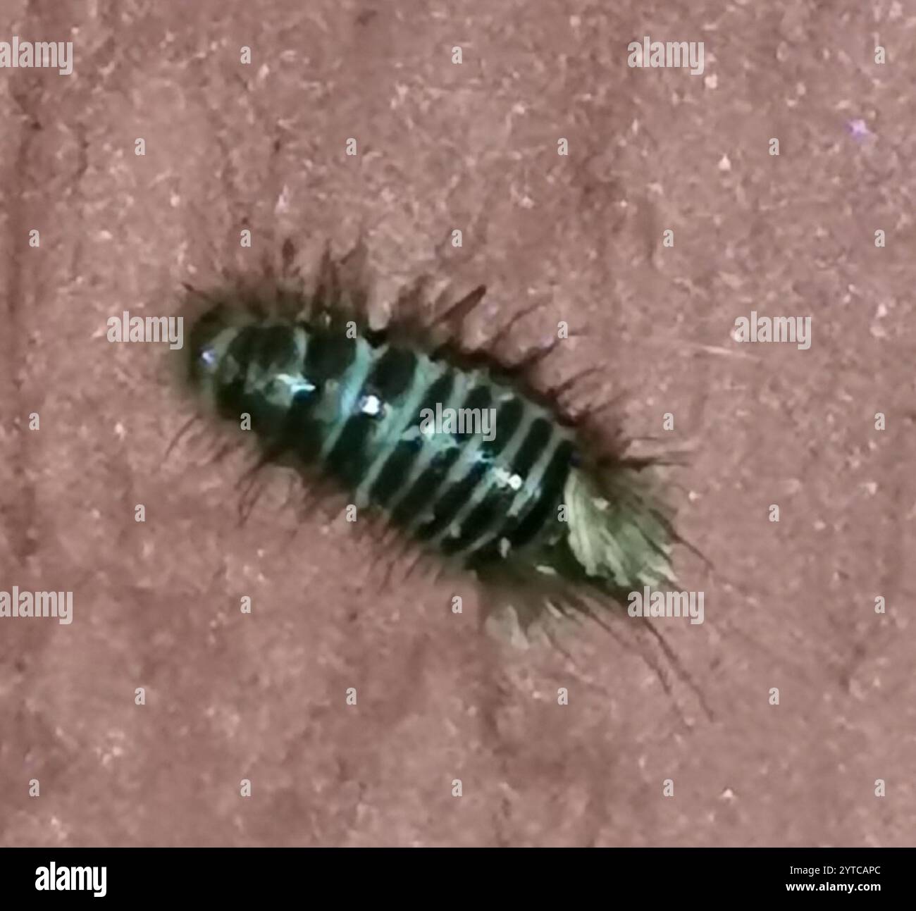 Museum Beetle (Anthrenus museorum Stock Photo - Alamy