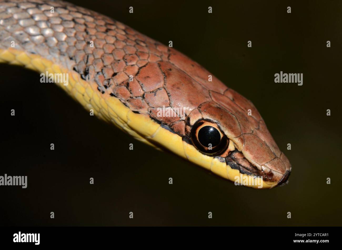 Eastern Stripe-bellied Sand Snake (Psammophis orientalis Stock Photo ...