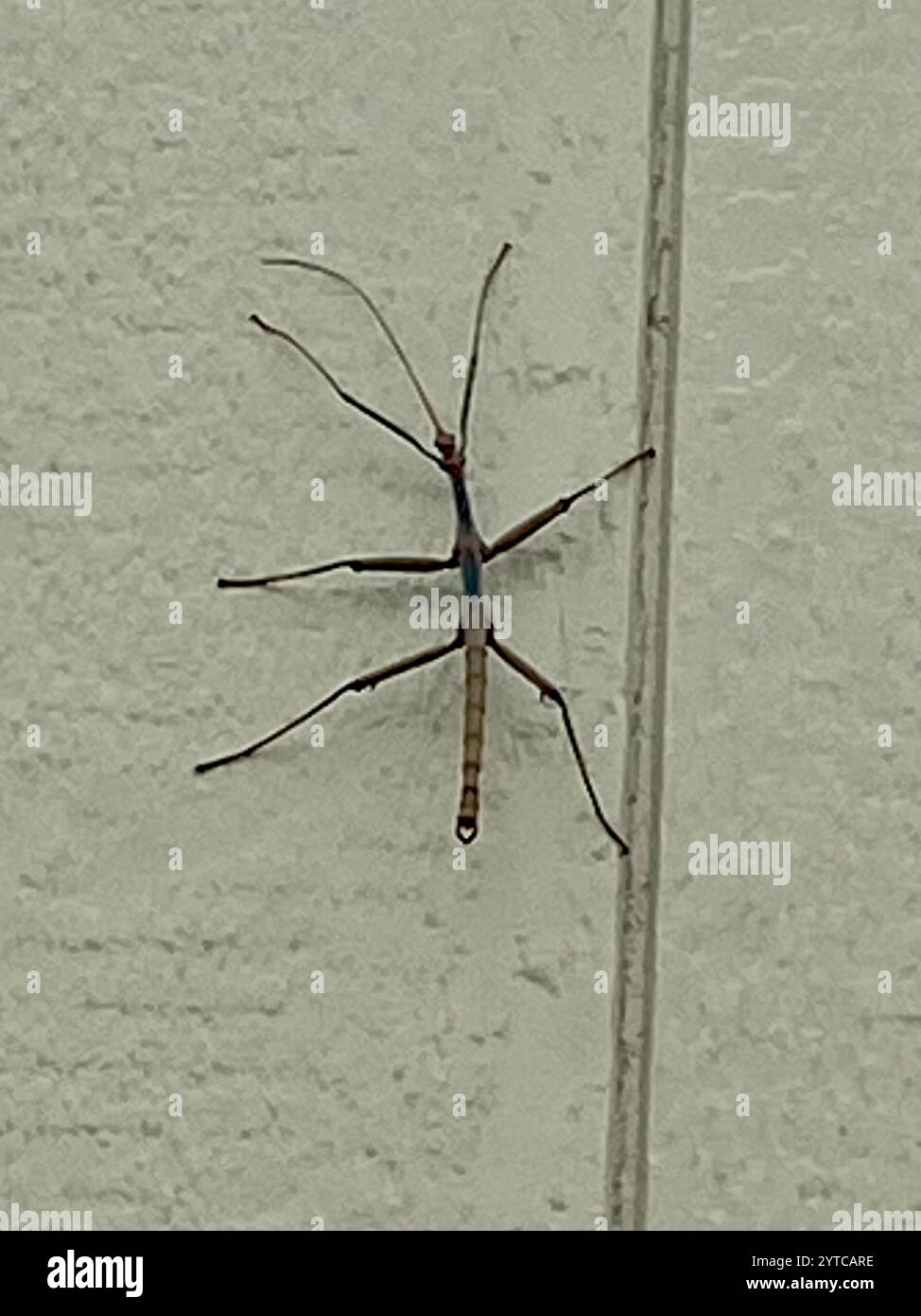 Giant Walkingstick (Megaphasma denticrus Stock Photo - Alamy