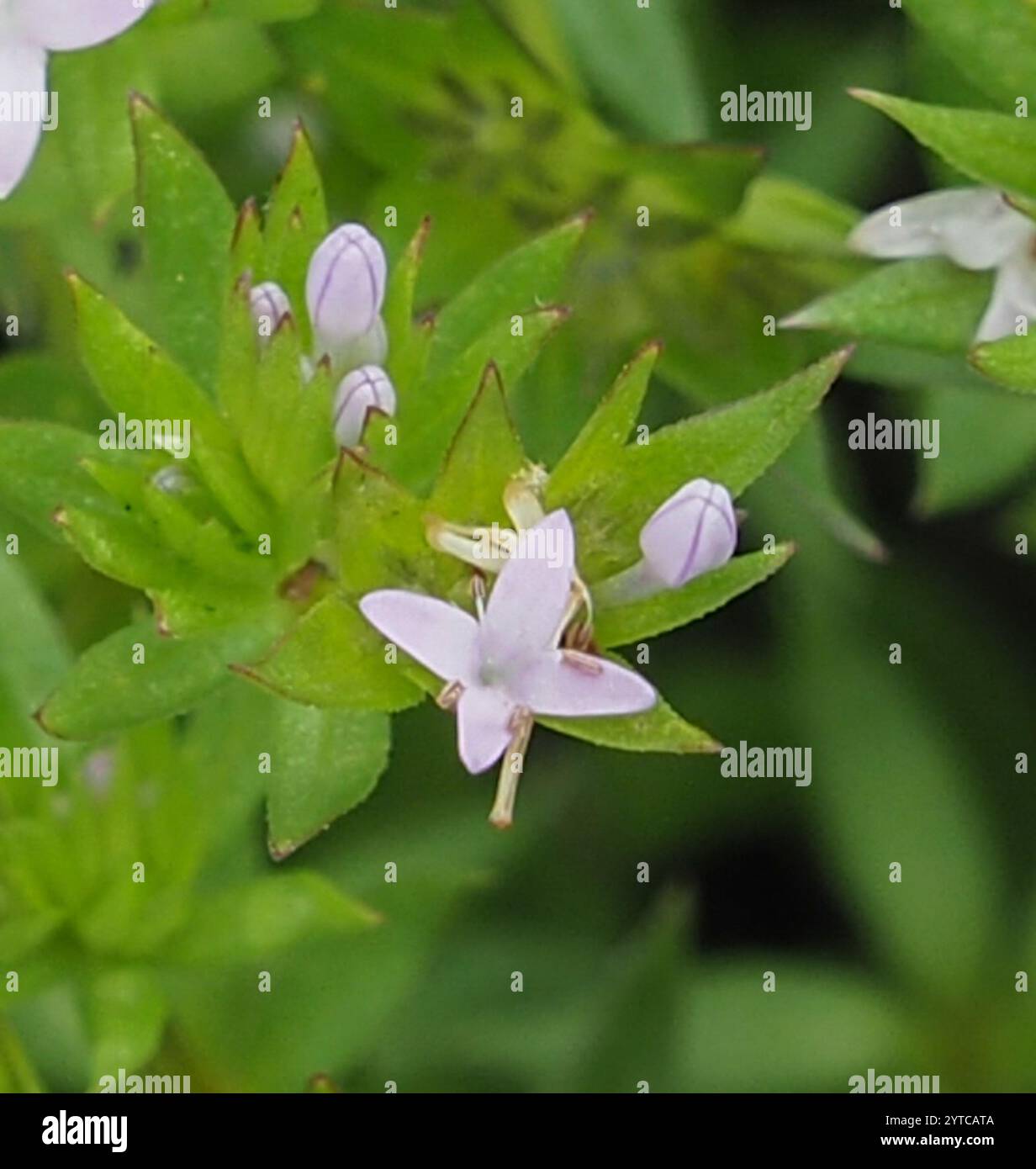 Field madder (Sherardia arvensis Stock Photo - Alamy