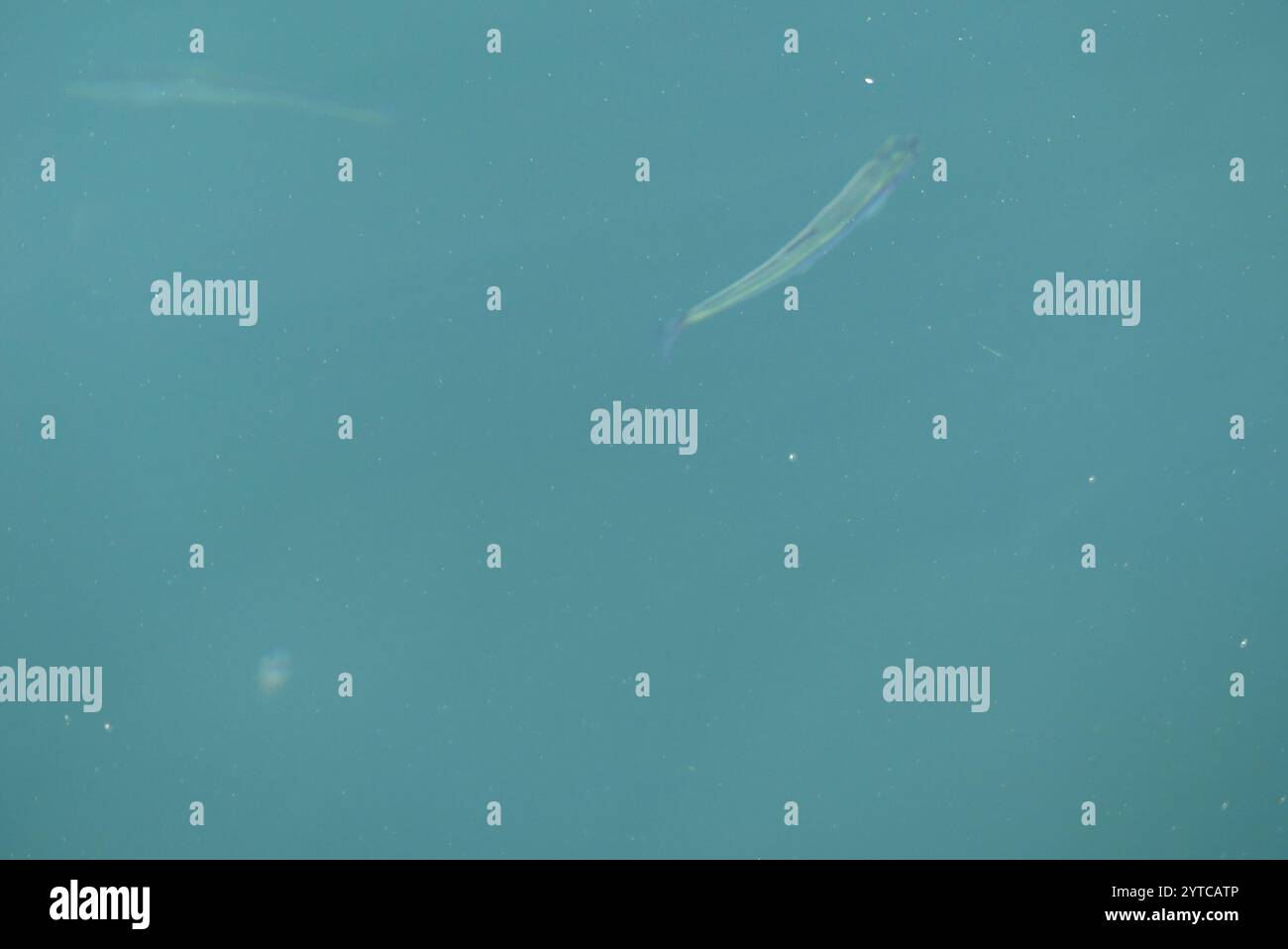 Ray-finned Fishes (Actinopterygii Stock Photo - Alamy
