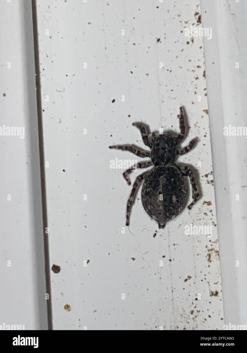 Attulus pubescens hi-res stock photography and images - Alamy