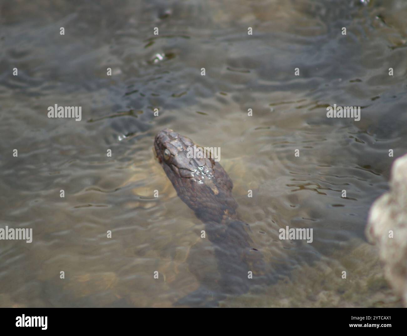 Northern Watersnake (Nerodia sipedon sipedon Stock Photo - Alamy