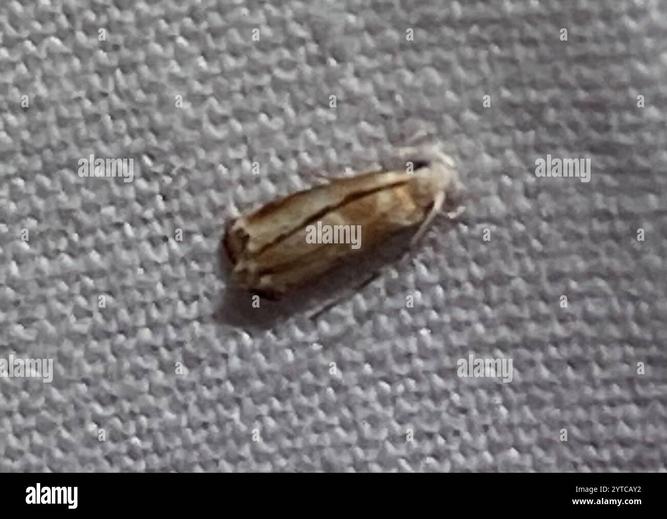 Hawaiian Dancing Moth (Dryadaula terpsichorella Stock Photo - Alamy