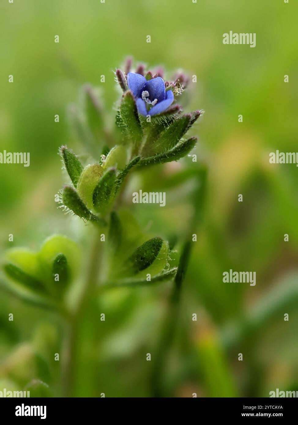 corn speedwell (Veronica arvensis Stock Photo - Alamy