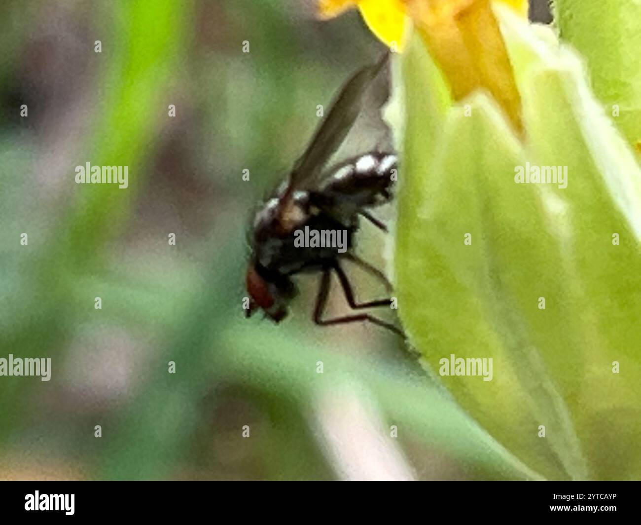 Root-maggot Flies (Anthomyiidae Stock Photo - Alamy