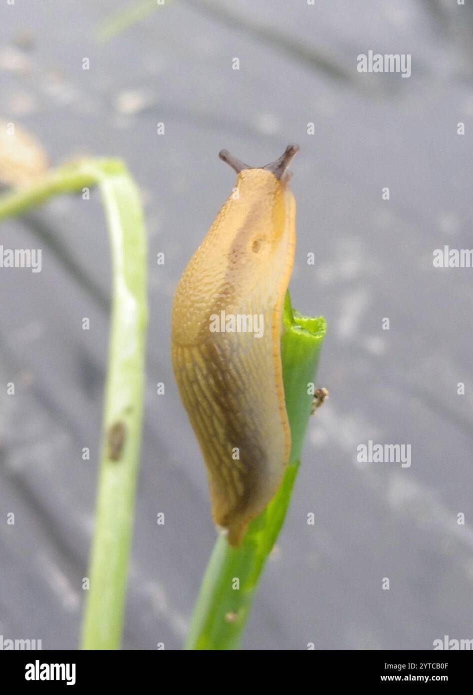 Arion Slugs (Arion Stock Photo - Alamy