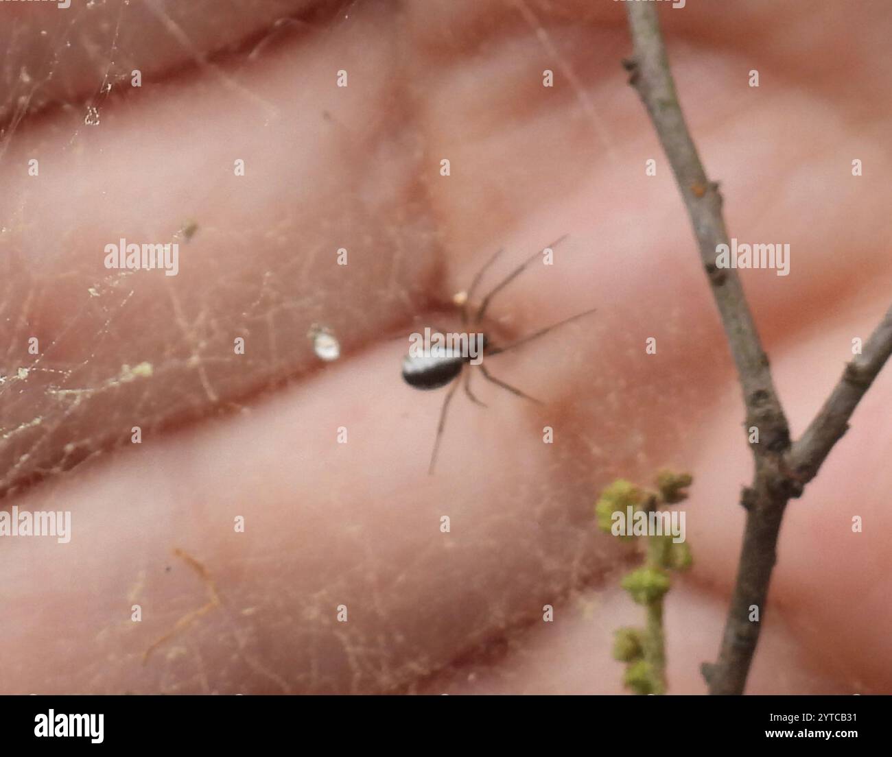 Bowl-and-doily Spider (Frontinella pyramitela Stock Photo - Alamy
