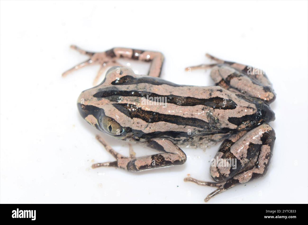 Senegal Running Frog (Kassina senegalensis Stock Photo - Alamy