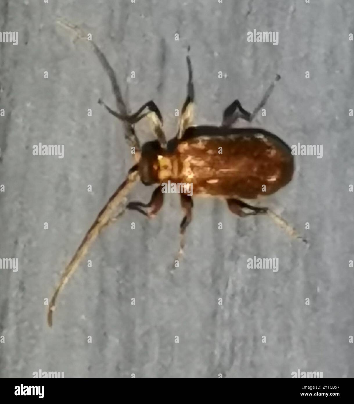 White-marked Spider-beetle (Ptinus fur Stock Photo - Alamy