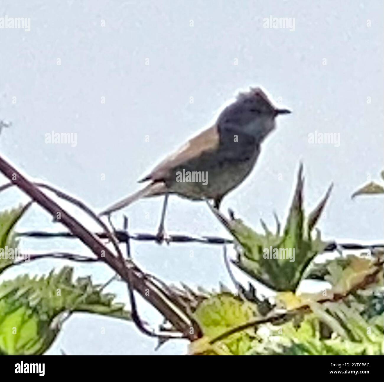 Common Whitethroat (Curruca communis Stock Photo - Alamy
