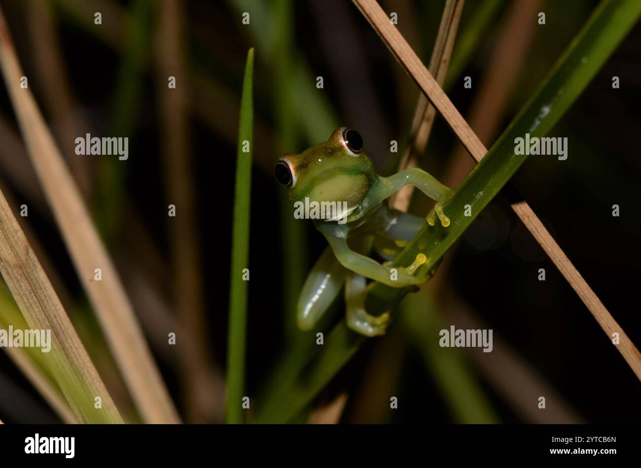 Sharp-headed Reed Frog (Hyperolius microps Stock Photo - Alamy