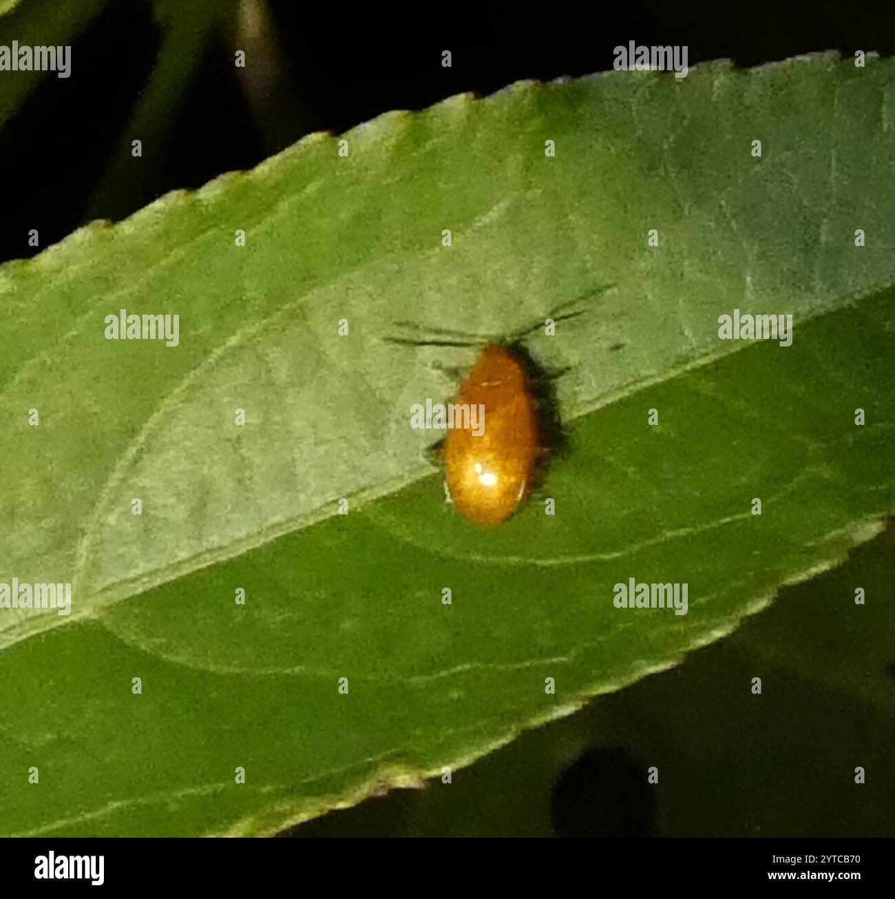 Orange Passiflora Flea Beetle (Parchicola tibialis Stock Photo - Alamy