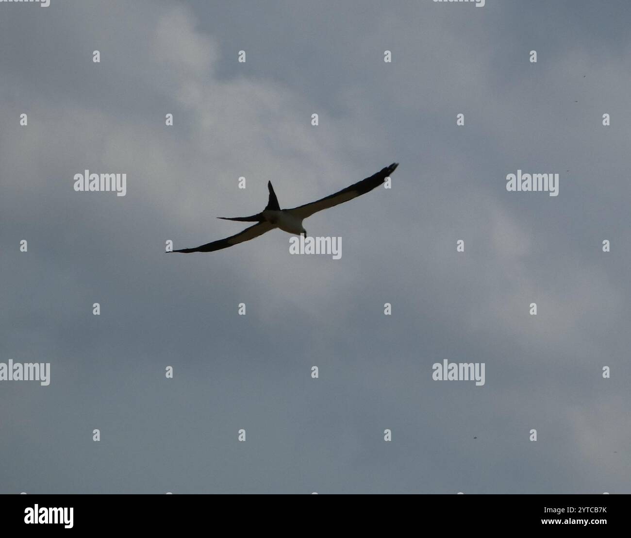Swallow-tailed Kite (Elanoides forficatus Stock Photo - Alamy