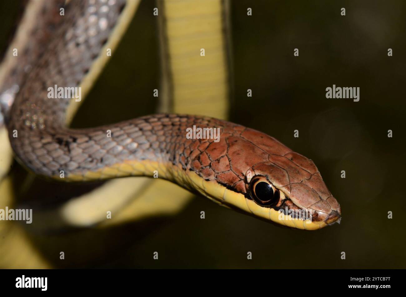 Eastern Stripe-bellied Sand Snake (Psammophis orientalis Stock Photo ...