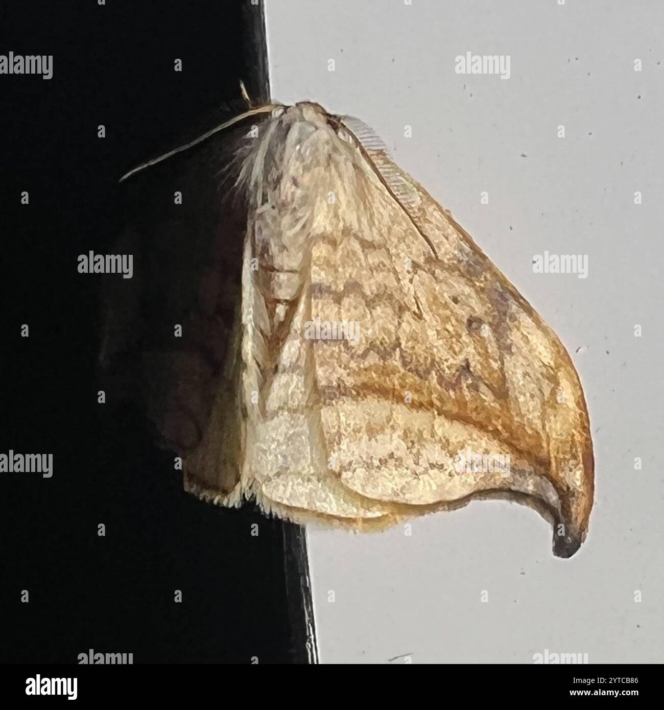Arched Hooktip Moth (Drepana arcuata Stock Photo - Alamy