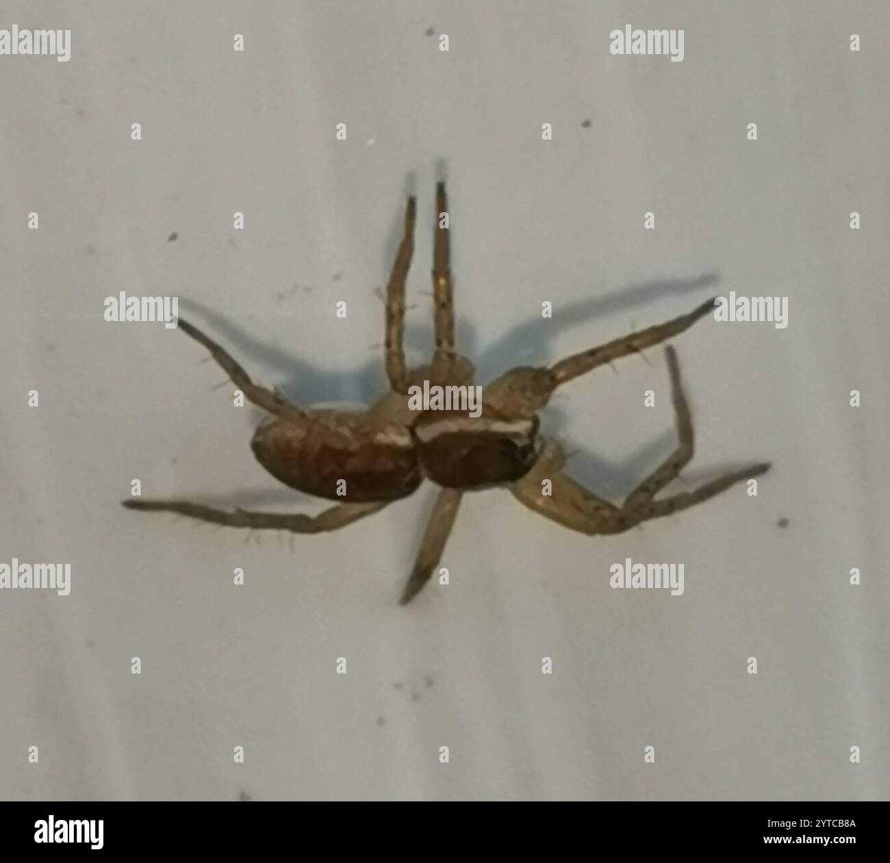 Raft Spider (Dolomedes fimbriatus Stock Photo - Alamy