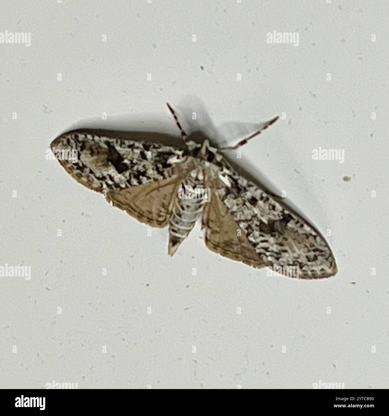 Splendid Palpita Moth (Palpita magniferalis Stock Photo - Alamy