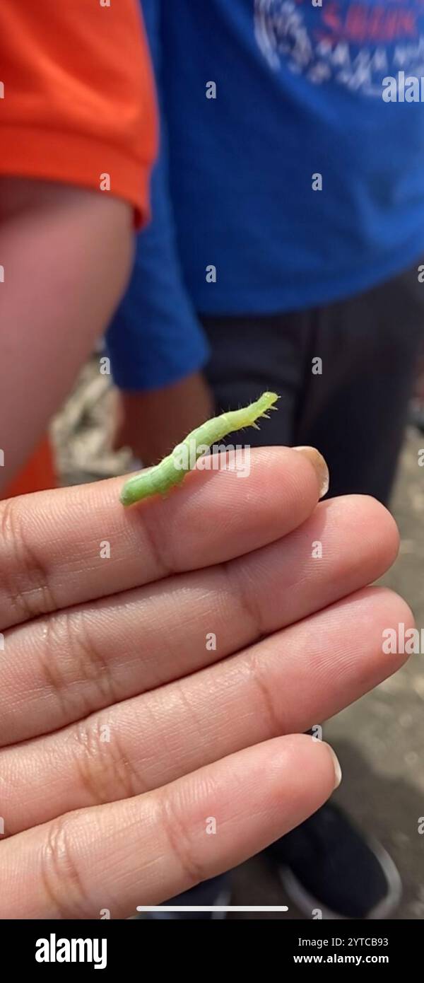 Plusiine Looper Moths (Plusiinae Stock Photo - Alamy