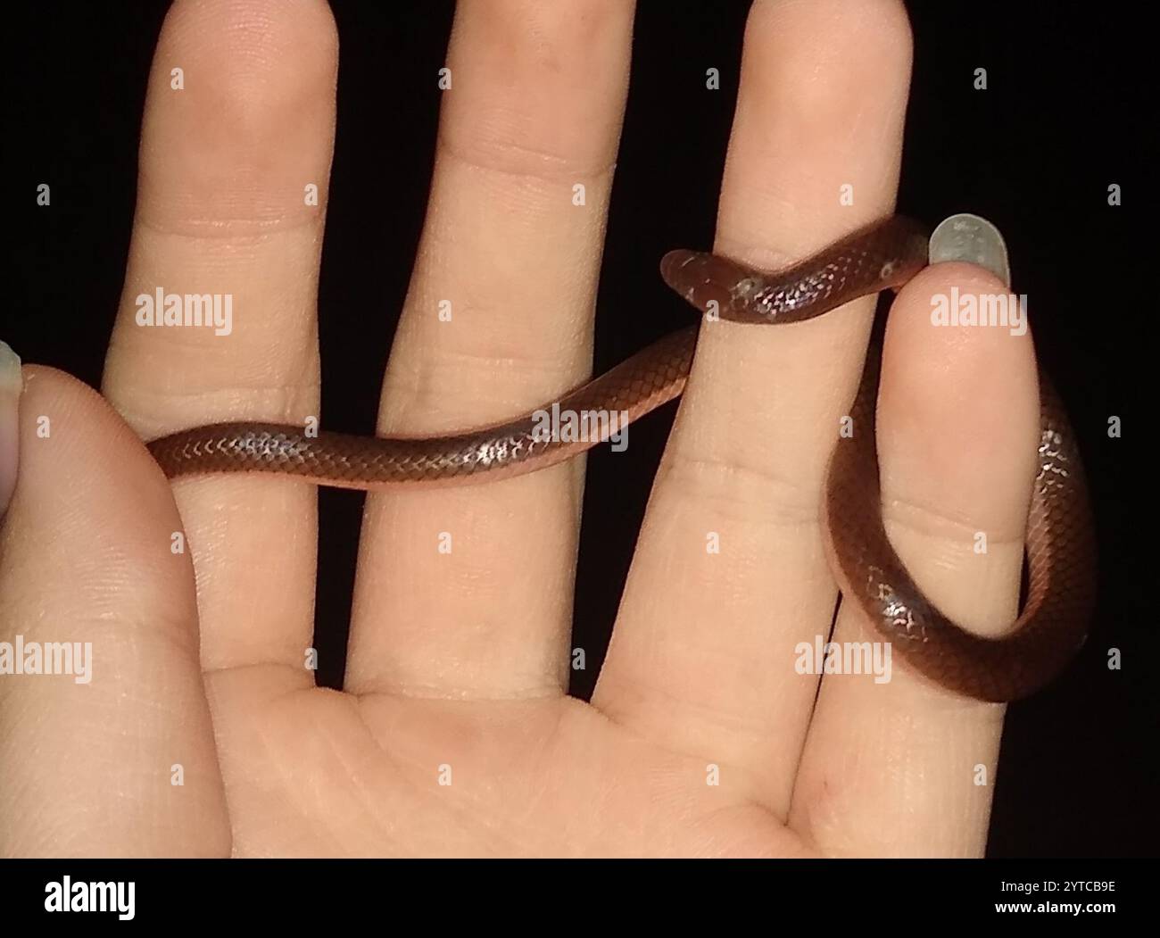 Eastern Worm Snake (Carphophis amoenus Stock Photo - Alamy