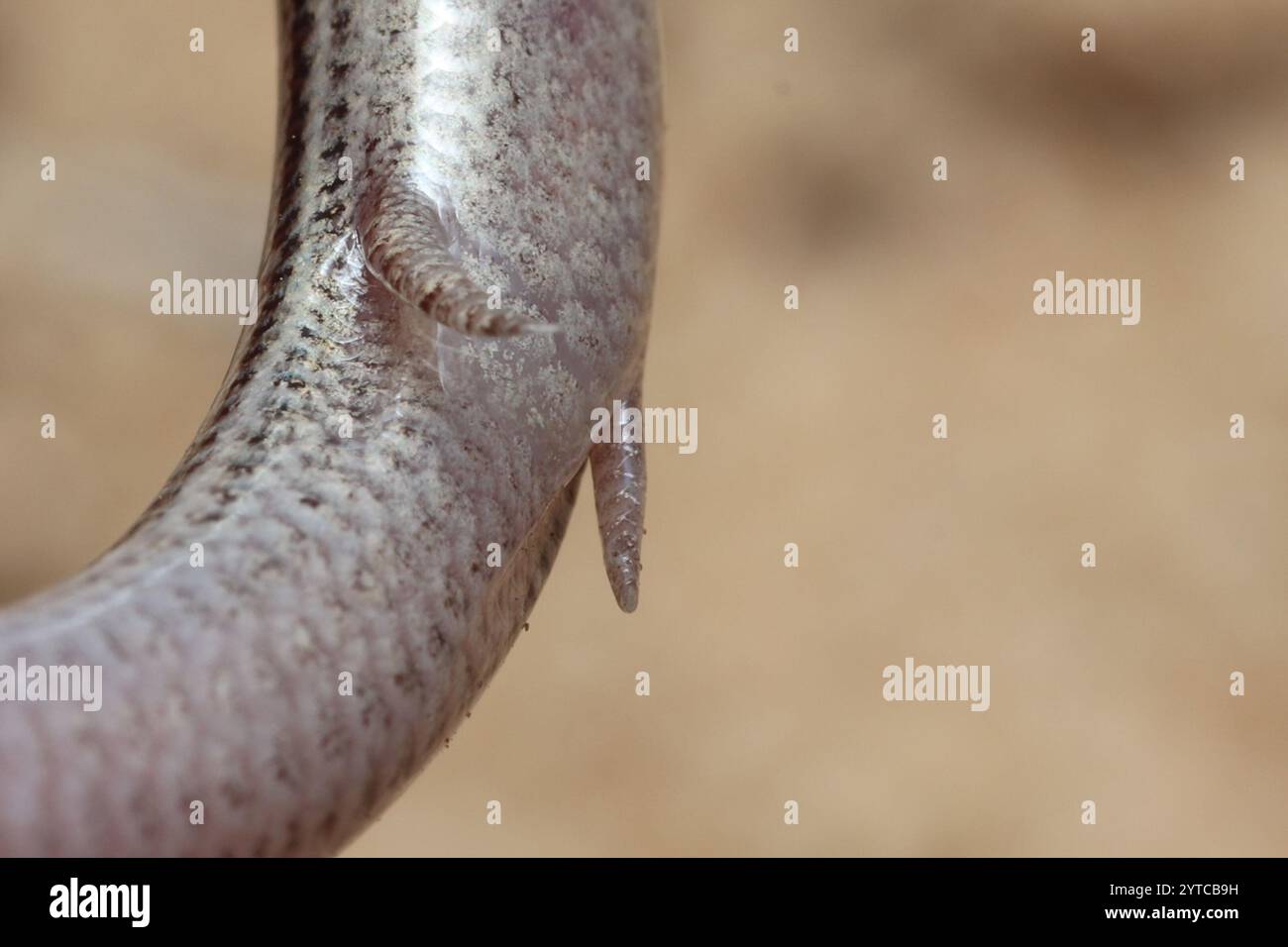 Dwarf burrowing skink hi-res stock photography and images - Alamy