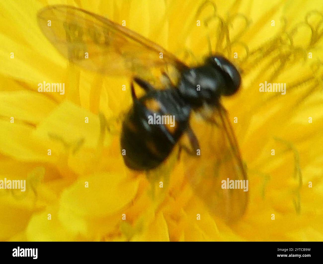 Four-spotted Pipiza (Pipiza quadrimaculata Stock Photo - Alamy