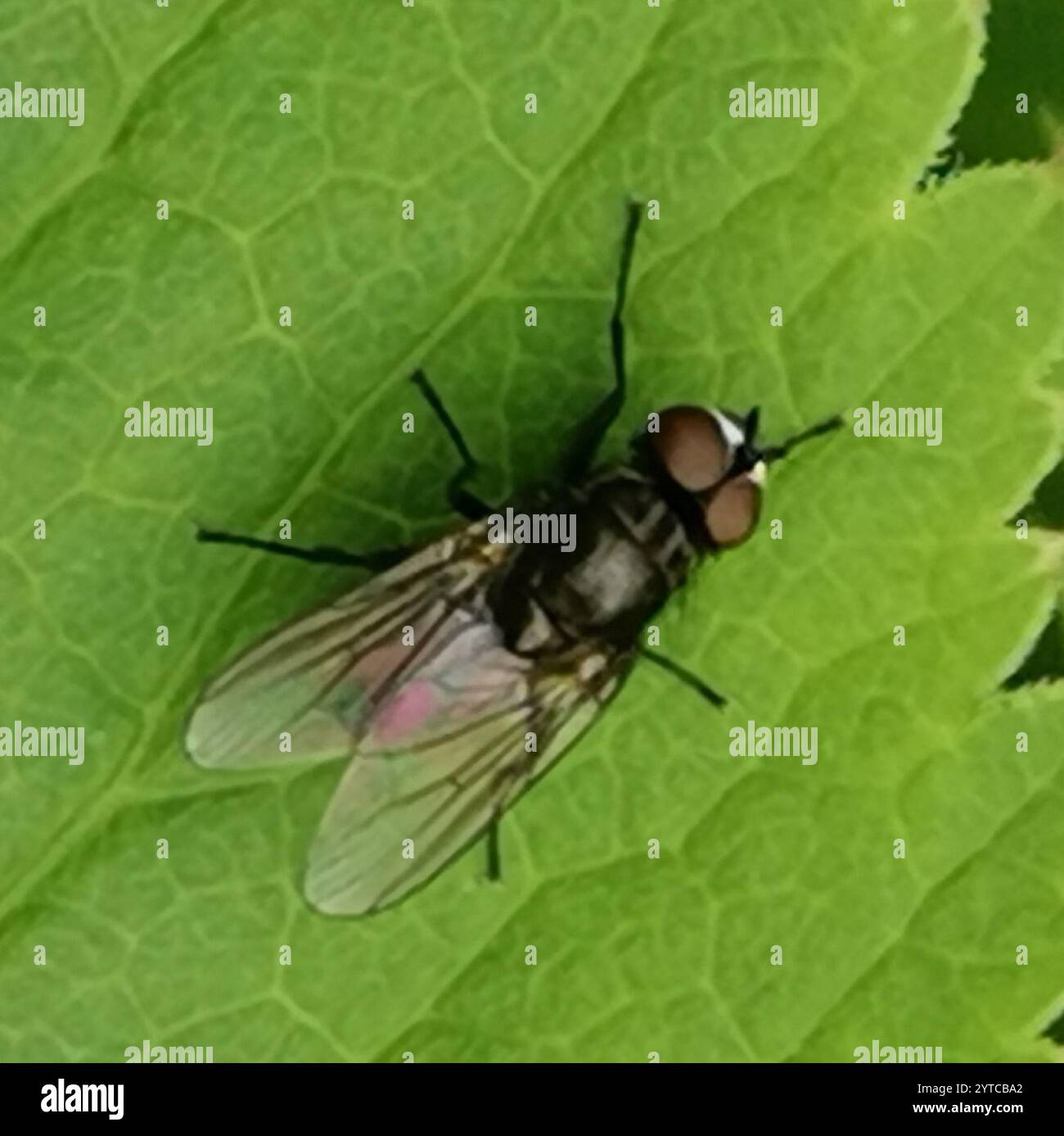 Root-maggot Flies (Anthomyiidae Stock Photo - Alamy