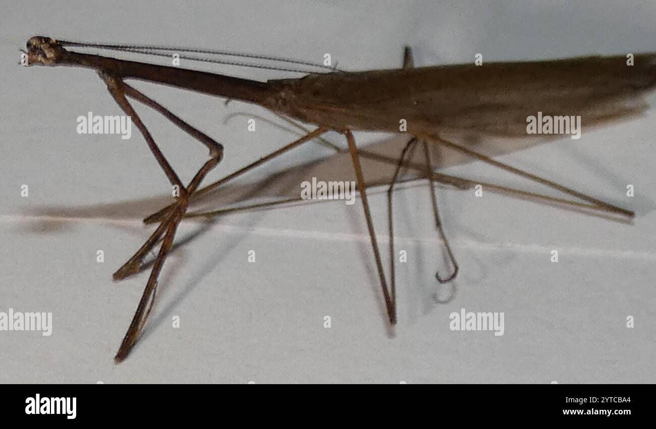 American Grass Mantis (Thesprotia graminis Stock Photo - Alamy