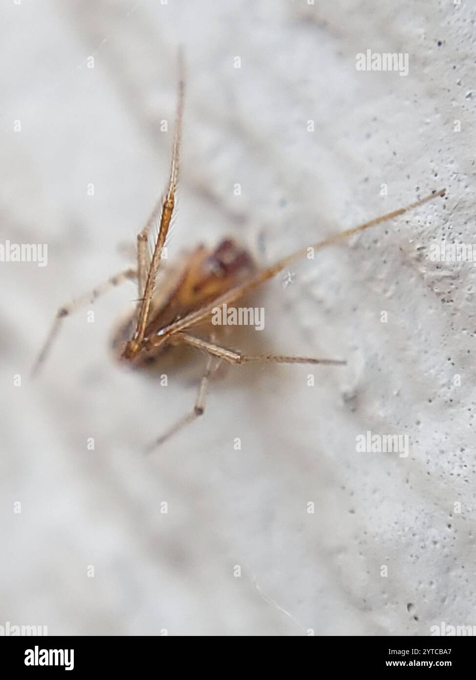 Comb-footed Spiders (Theridiidae Stock Photo - Alamy